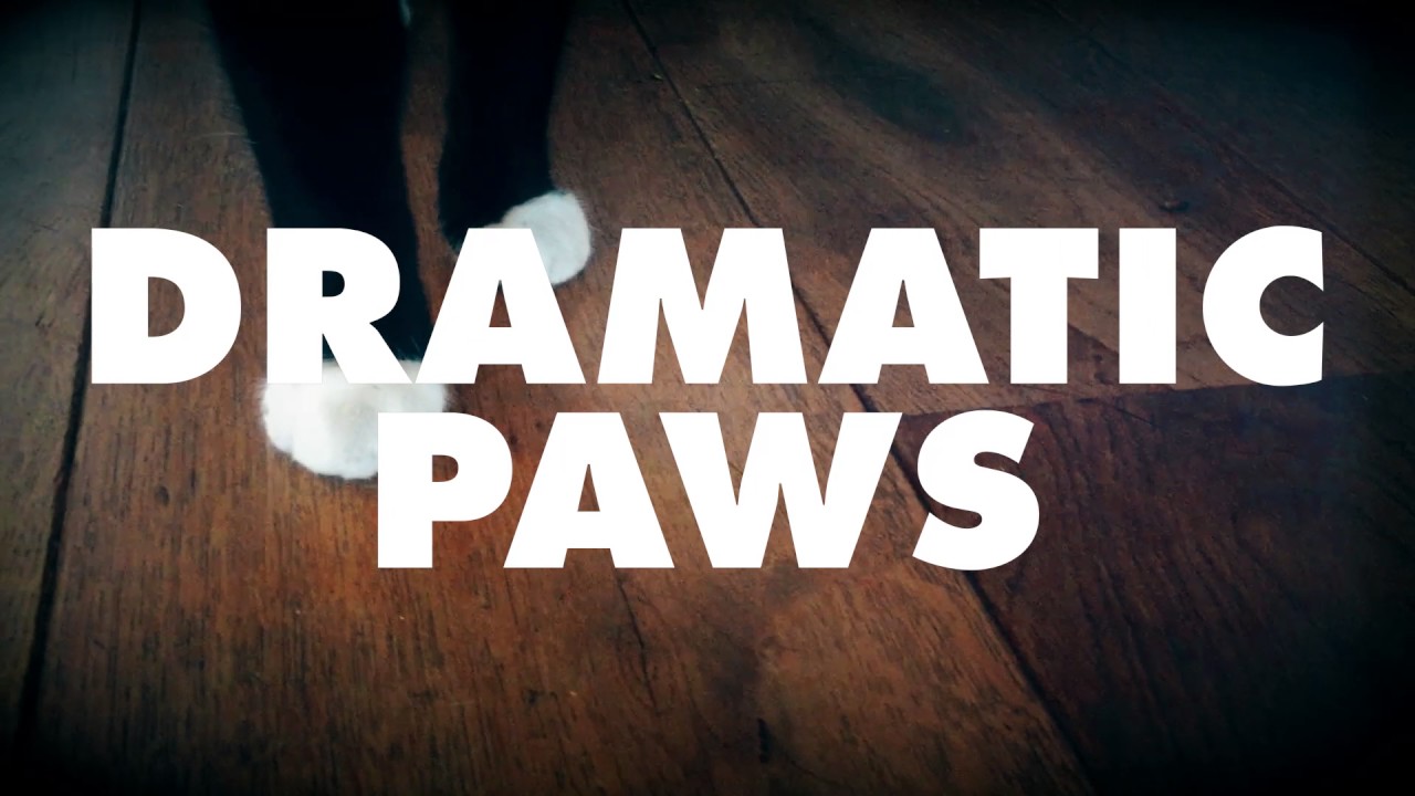 Dramatic Paws – Weebls Stuff